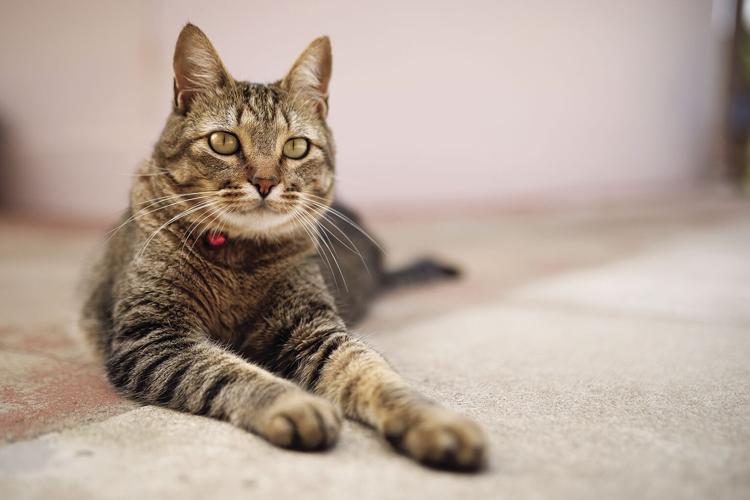 Catstock in Oneida a musical outreach for feral cats in need | Content ...