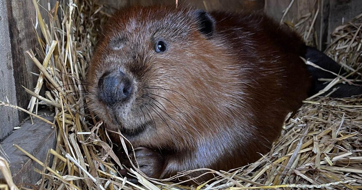 Utica Zoo Beaver Escape: Search Continues for Cauliflower | News ...