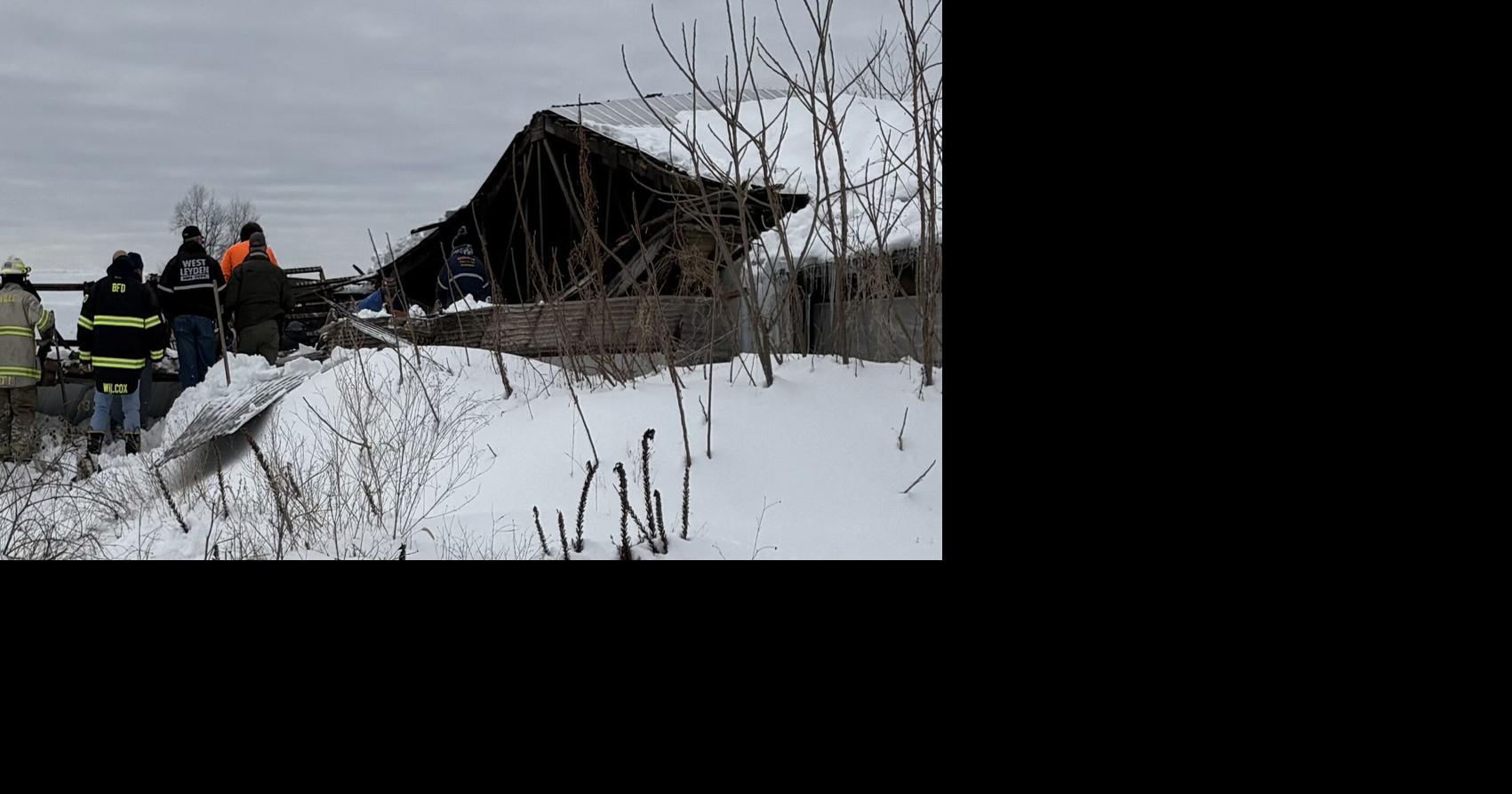 Nearly 100 cows rescued after barn collapses | Agriculture ...