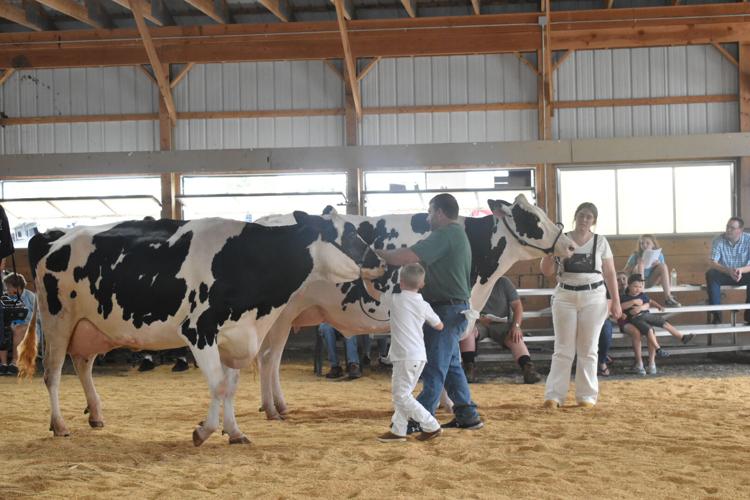 Fair animals | | romesentinel.com