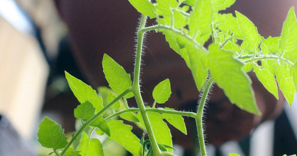 COLUMN: Tight on space? Consider containers | Home and Garden ...