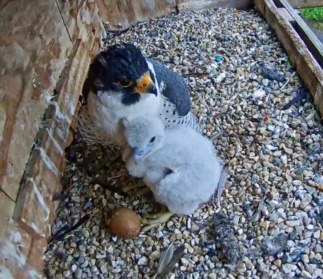 Peregrine falcon hatchling thriving atop Utica skyline after dramatic ...