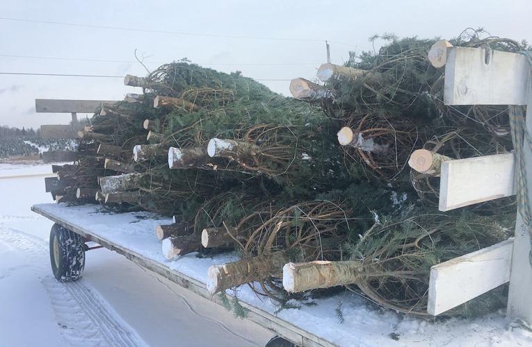 Starring role for local trees in Hallmark movie | News | romesentinel.com