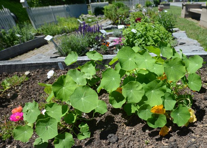 GARDENING IN CNY: Testing new vegetable varieties | Columns ...