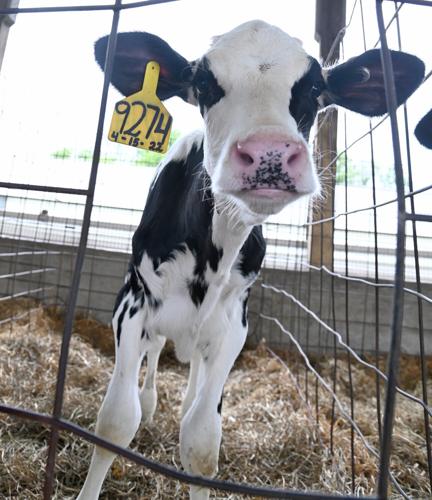 Farm Fest returns with plenty of fanfare | News | romesentinel.com