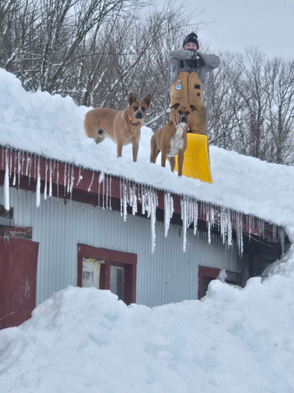 John Bailey with dogs | | romesentinel.com