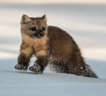 A little weaselly? Could martens return to Tug Hill | University ...