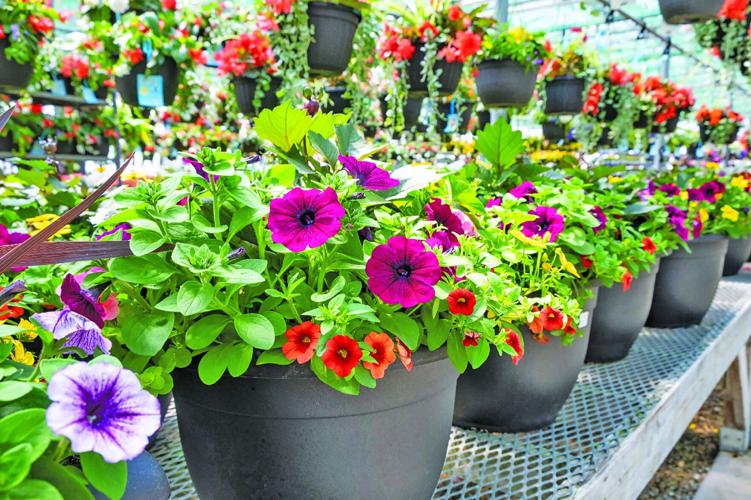 GARDENING IN CNY: Life lessons from my garden | Columns | romesentinel.com