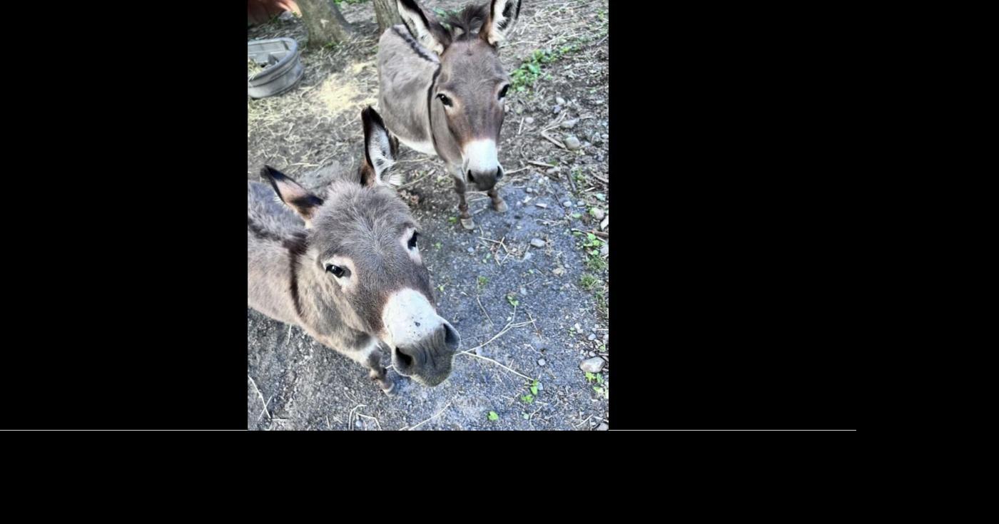 Utica Zoo's Hazel scores rare recent win for donkeys | Zootechnics ...
