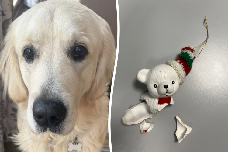Dog rushed to vet after swallowing ceramic Christmas ornament | News ...