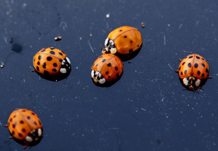 GARDENING IN CNY: Managing indoor nuisance insects | Agriculture ...