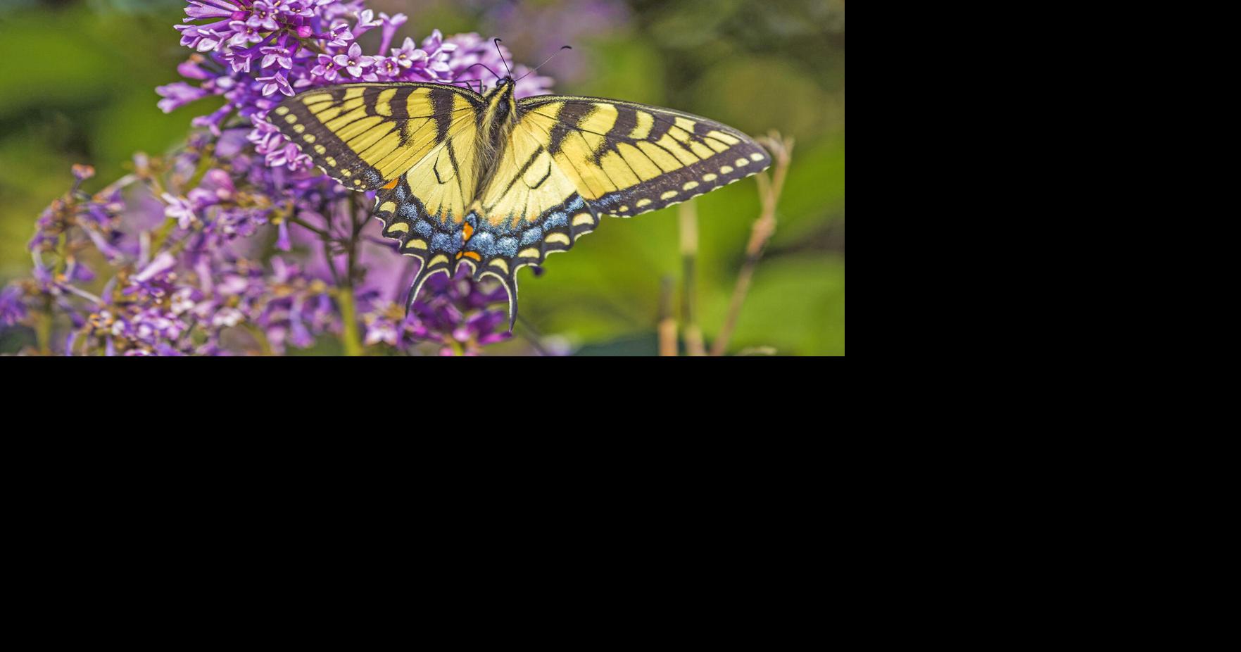 GARDENING IN CNY: New year resolutions for the gardener | Columns ...