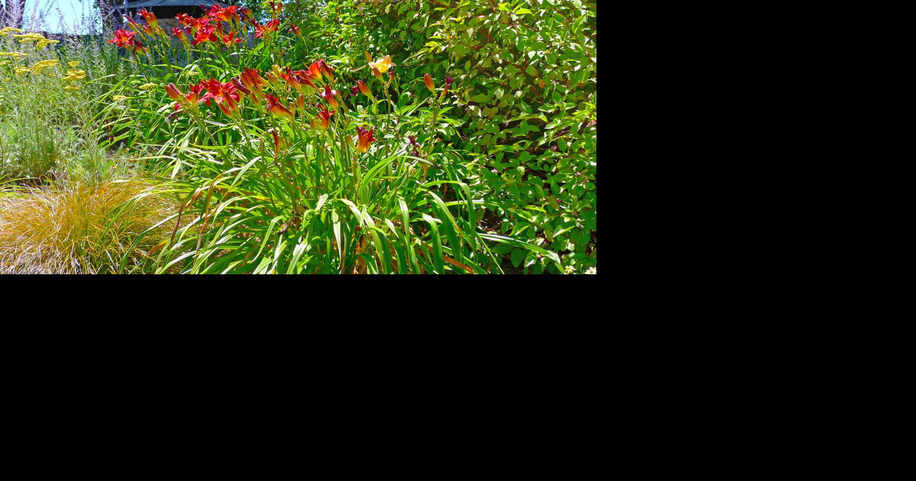 GARDENING IN CNY: Time to divide and move plants | Columns ...
