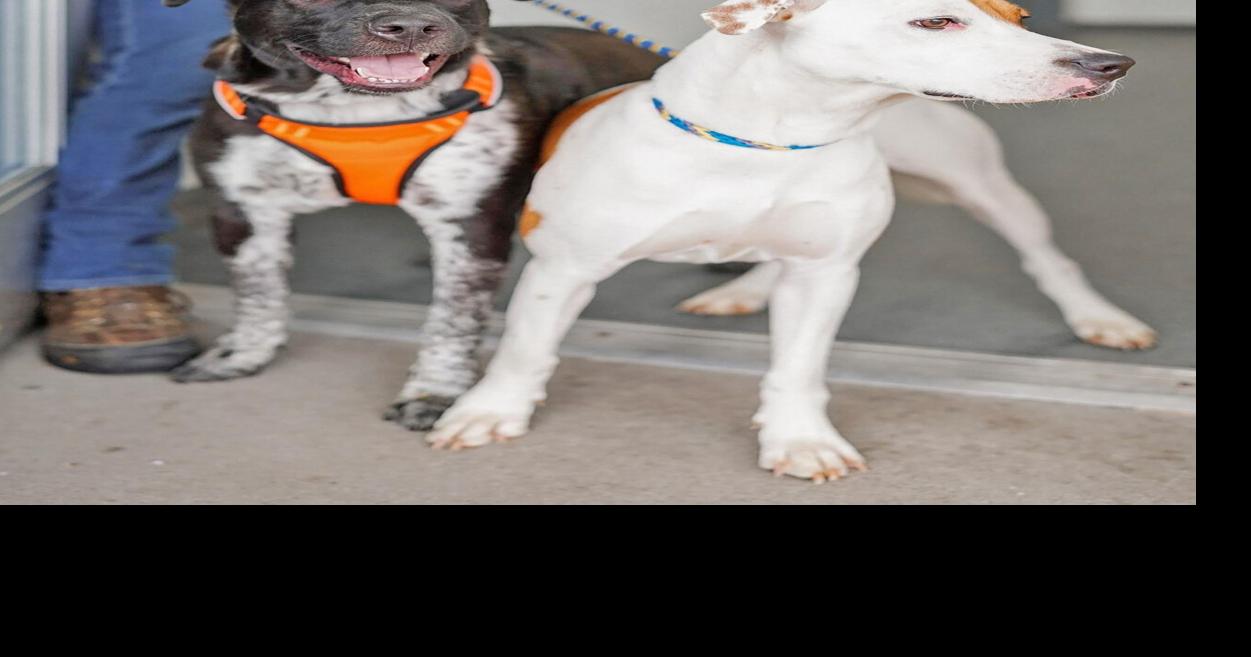 PICK A PET: Shadow, Victor and Hope | News | romesentinel.com