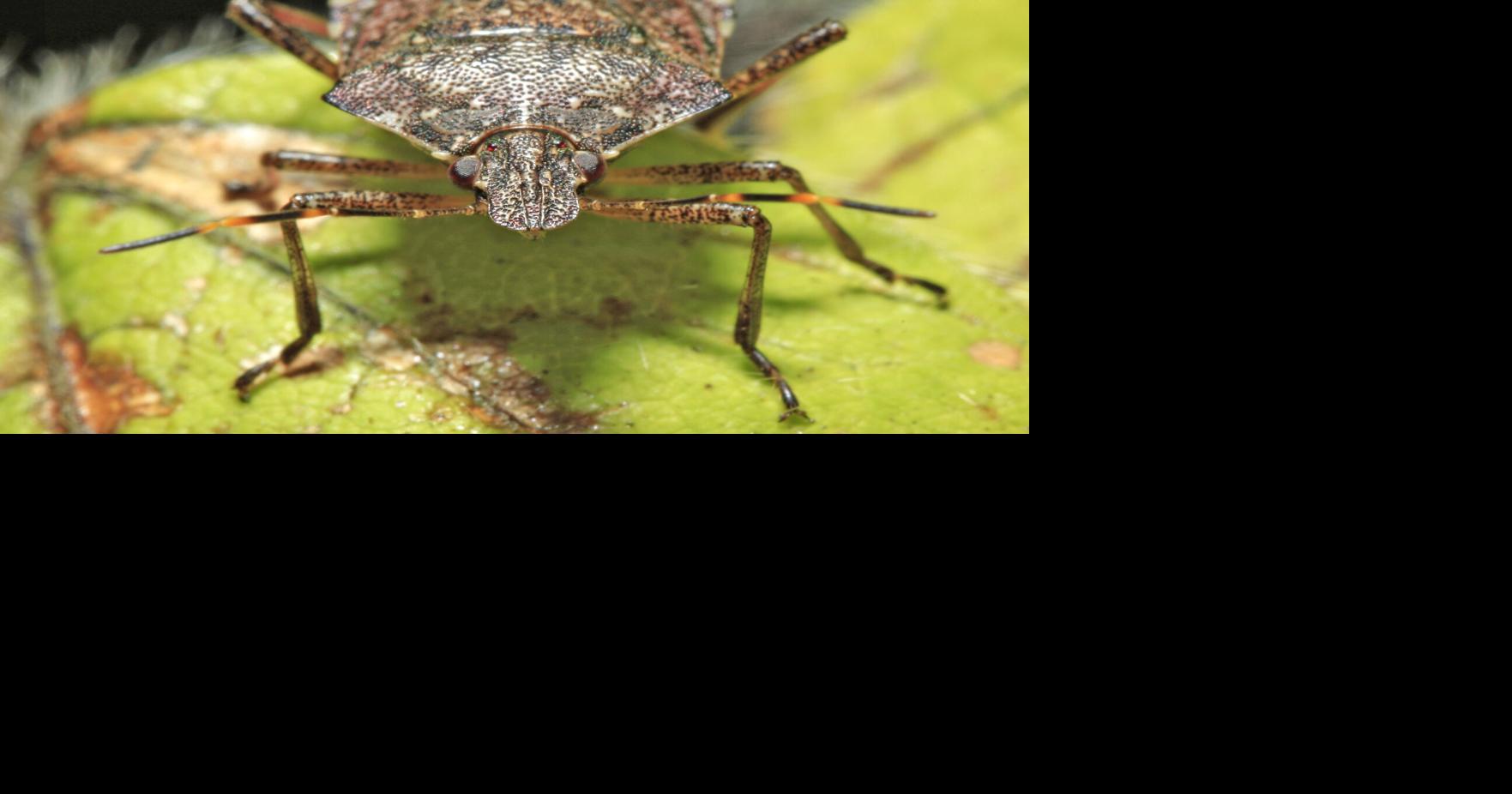 GARDENING IN CNY: Managing indoor nuisance insects | Agriculture ...