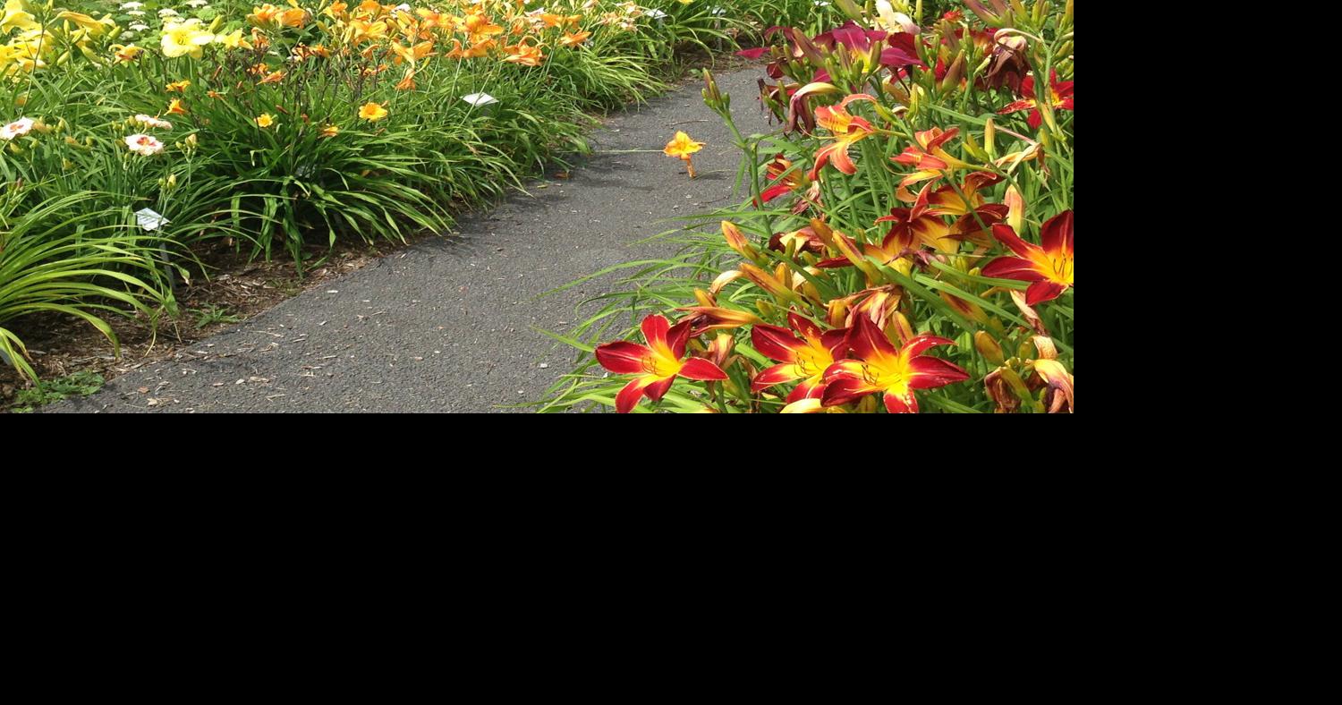 Deadheading is the secret to long-lasting color | Culture ...