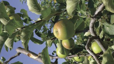 Trees and shrubs for sale via Herkimer County Soil and Water ...