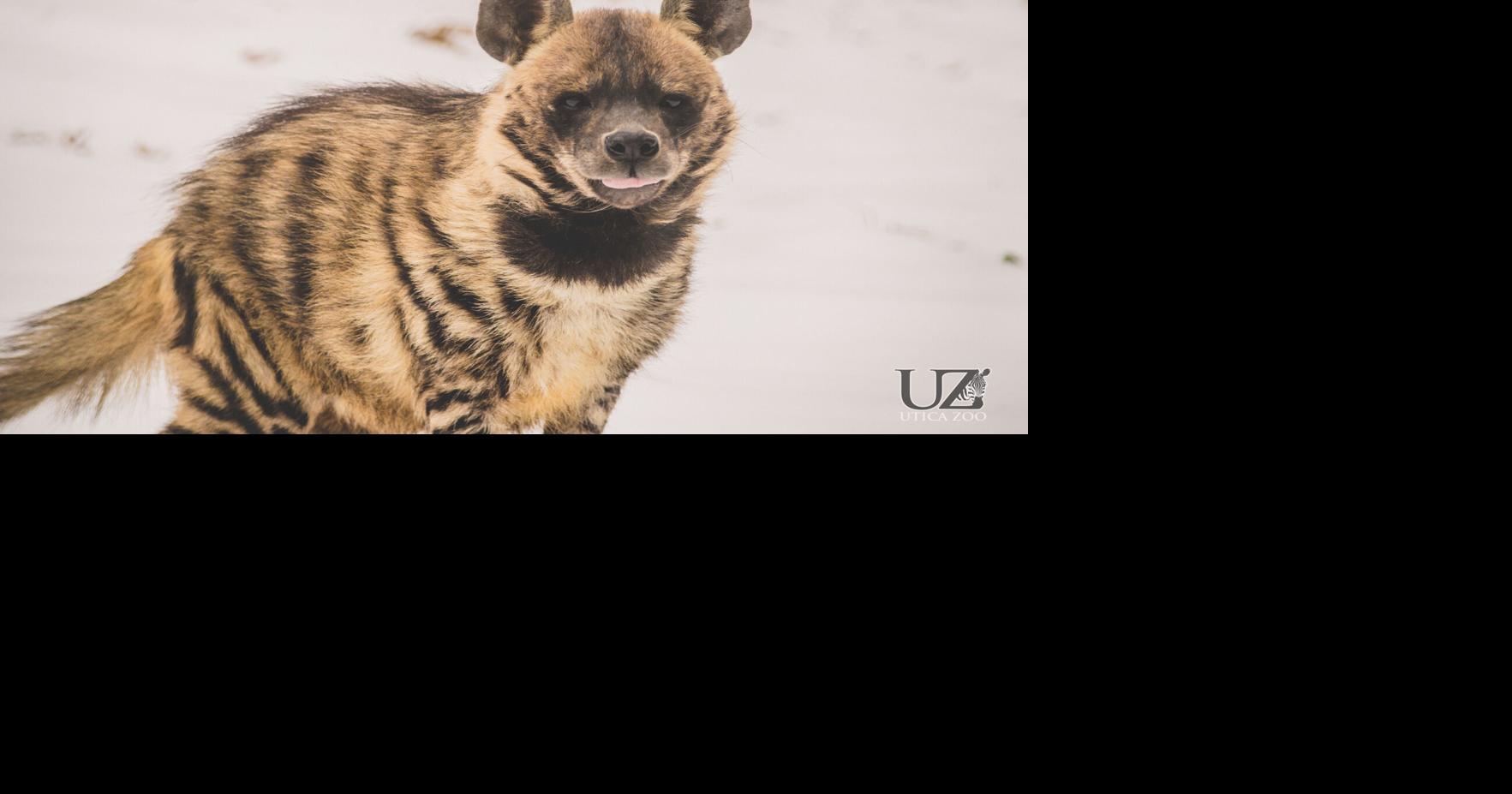 Utica Zoo hosts mammo van to raise breast cancer awareness | Health ...