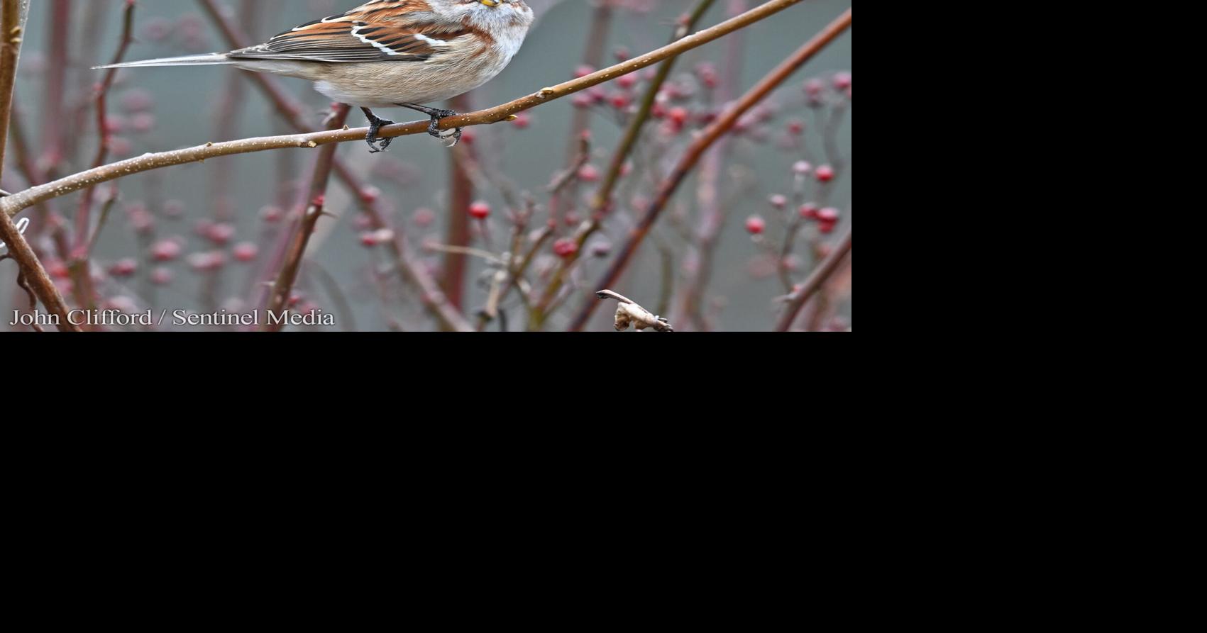 COLUMN: Annual Christmas Bird Count provides 'crucial snapshot of our ...