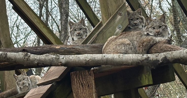 Utica Zoo's Canada lynx kit makes full recovery | News | romesentinel.com