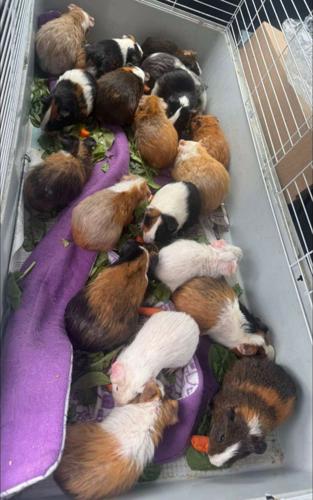 Rescues step in to solve Utica woman's guinea pig problem | News ...