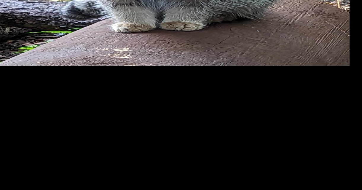 Tate the Pallas’s cat voted Utica Zoo's 'PreZOOdent' | News ...