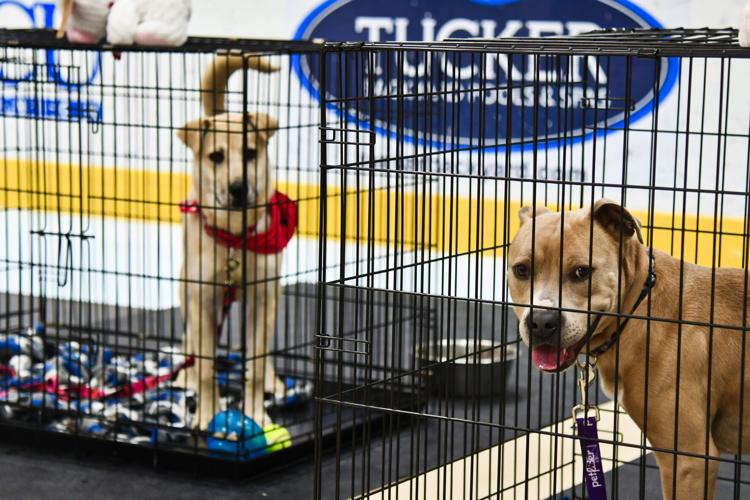 Rome community rallies to help dogs find their fur-ever home | News ...