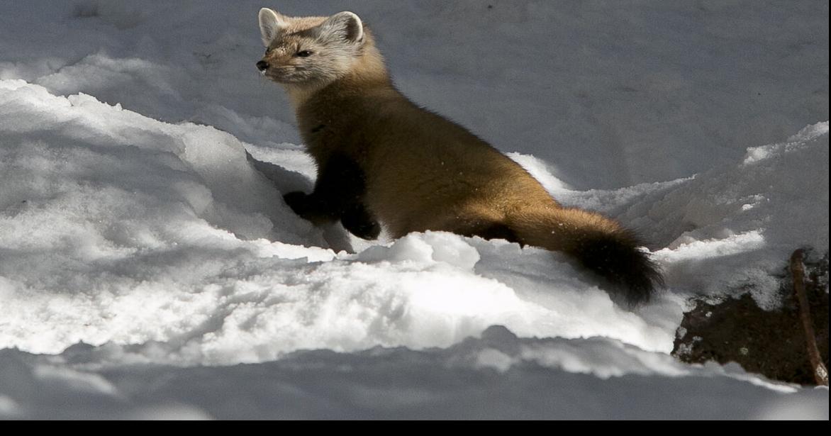 A little weaselly? Could martens return to Tug Hill | University ...