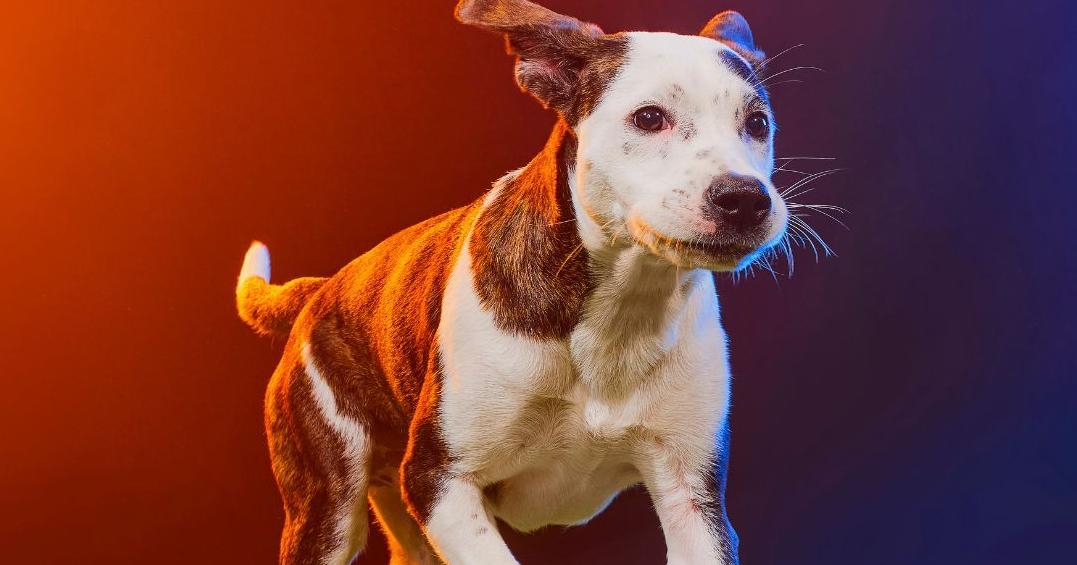 Meet the Dogs Representing Upstate NY in Puppy Bowl 2025 | Sport ...