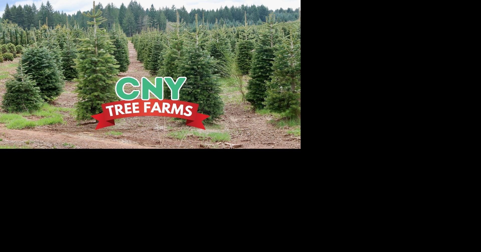 Your guide to Christmas tree farms in the greater Utica area | Editors ...