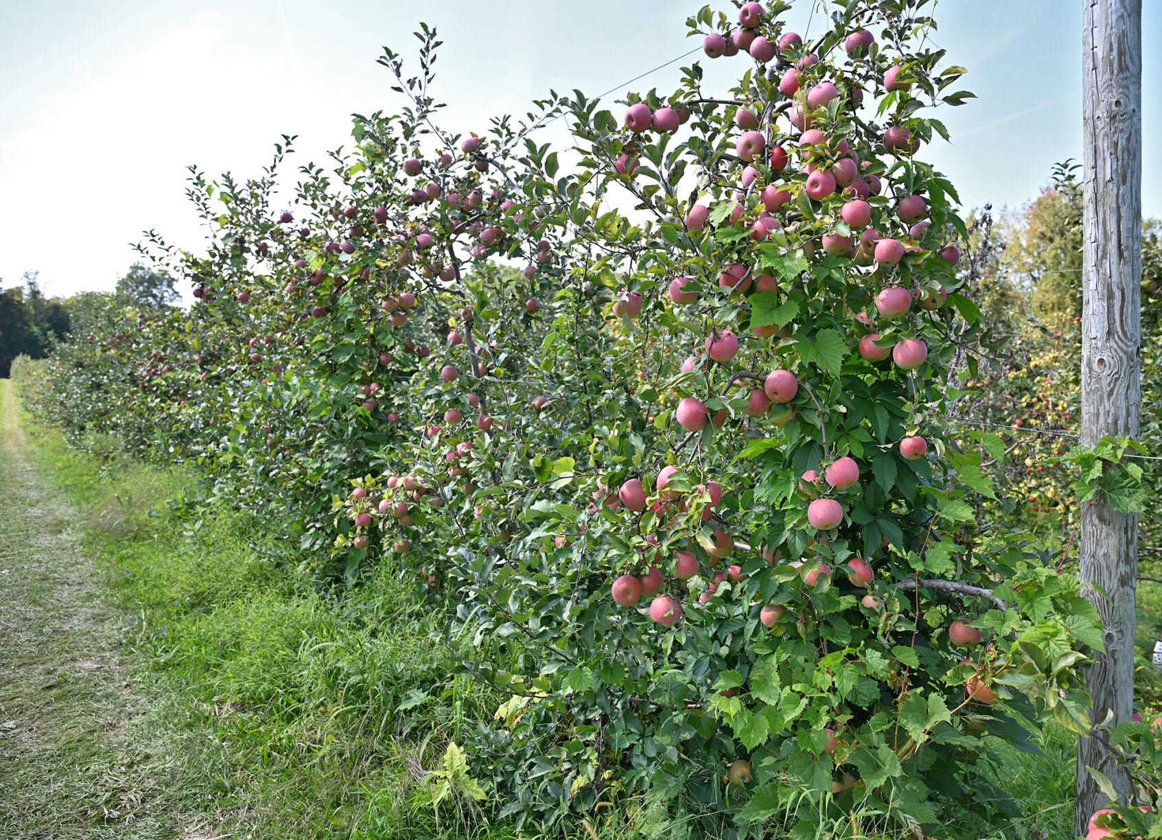 Workshop to share basics of apple tree grafting | Local charity and non ...