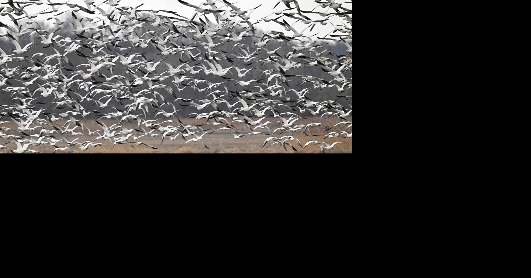 030224_snow_geese4_jec.jpg | | romesentinel.com