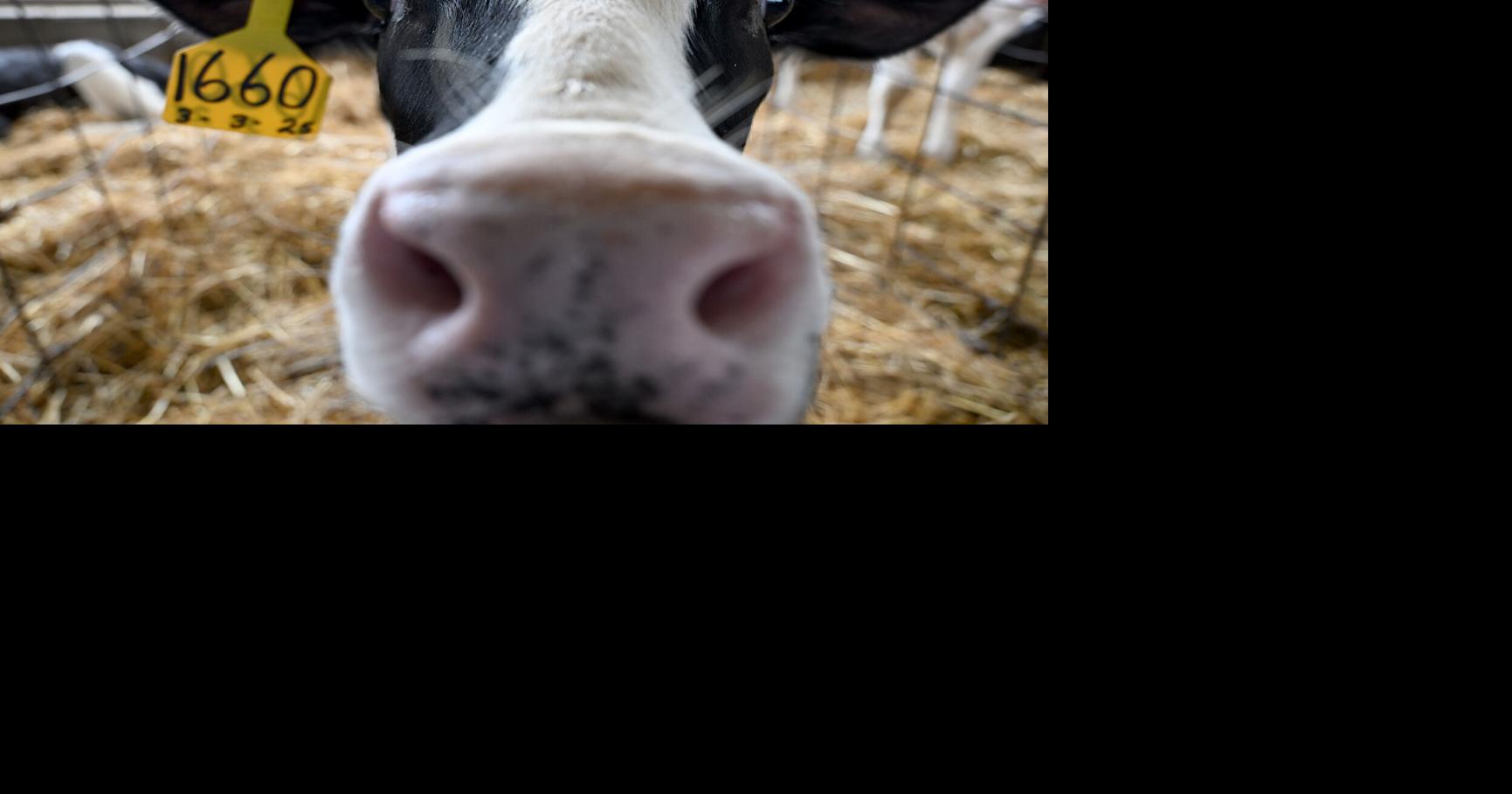 FARM FEST GALLERY: See photos of area elementary school students ...