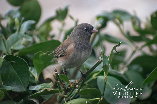 Backyard Birds of the week: Dark Eyed Junko | Columns | rrobserver.com
