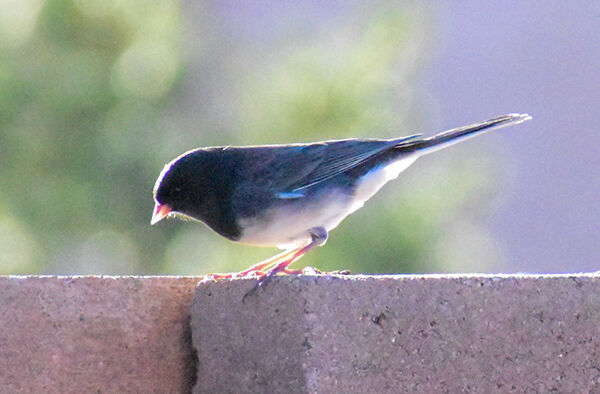Backyard Birds of the week: Dark Eyed Junko | Columns | rrobserver.com