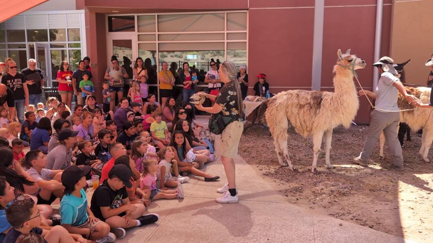 PHOTOS: Llamas draw a big crowd at Loma Colorado Library | News ...