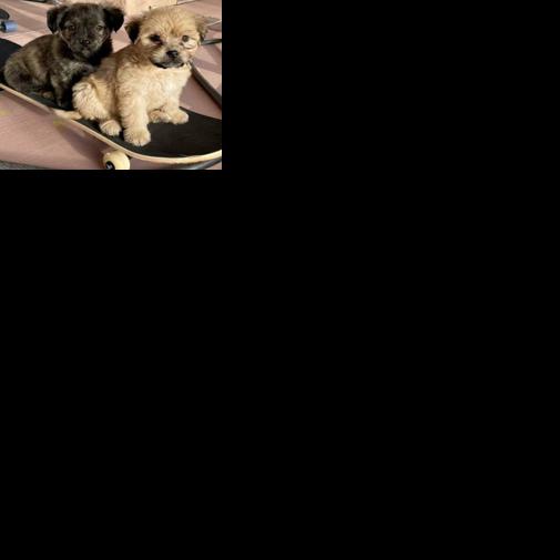 Pet adoption event set for Saturday at Petsense Rio Rancho | News ...