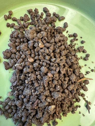 UVM Extension: Identifying the jumping worm — a recently-introduced ...