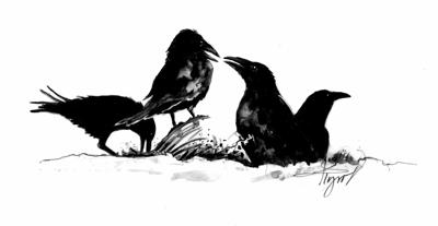 The Outside Story: Ravens foraging in winter | Weekend Magazine ...