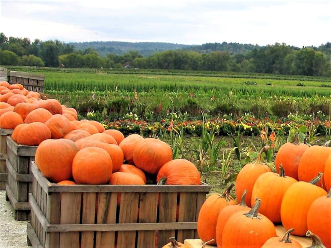 UVM Extension: Pumpkin pondering | Weekend Magazine | rutlandherald.com
