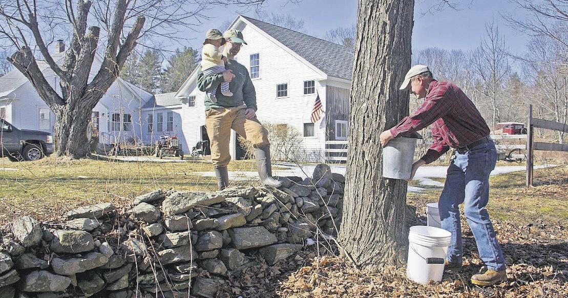 It’s maple sugaring season in New Hampshire | | rutlandherald.com