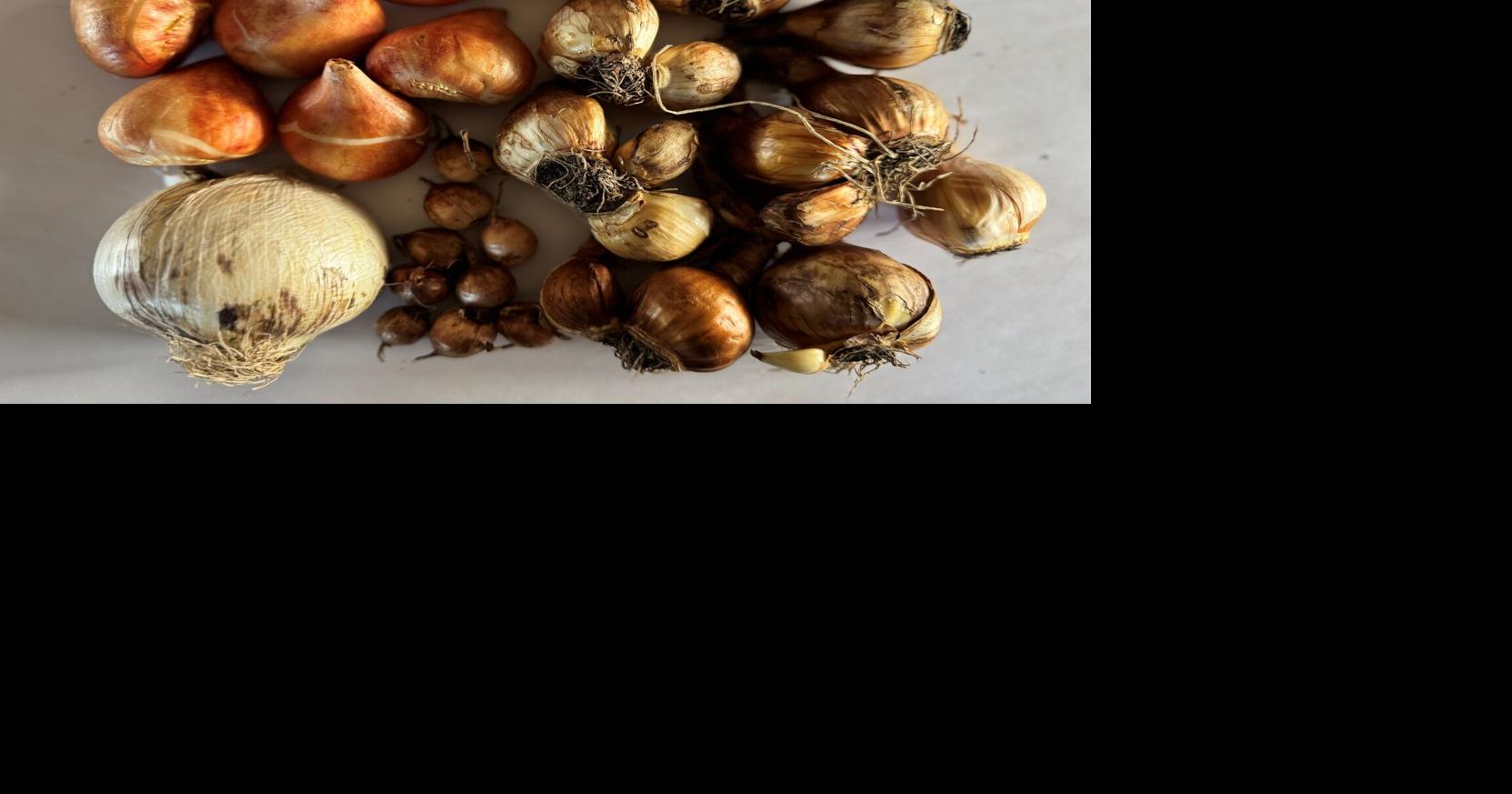 UVM Extension: Planting bulbs for spring flowers | Weekend Magazine ...