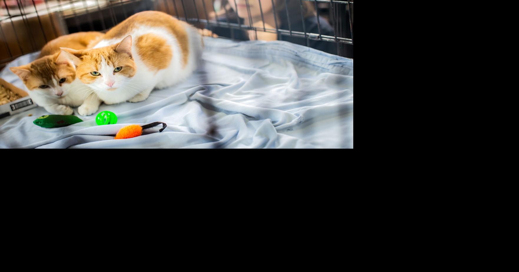 Making a connection | Snapshots | rutlandherald.com