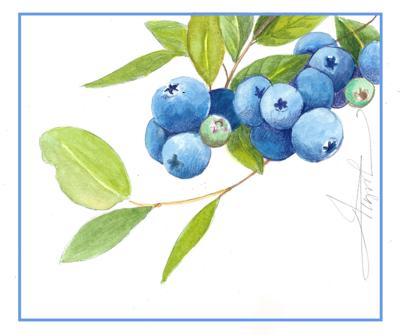 The Outside Story: What makes blueberries blue? | Weekend Magazine ...