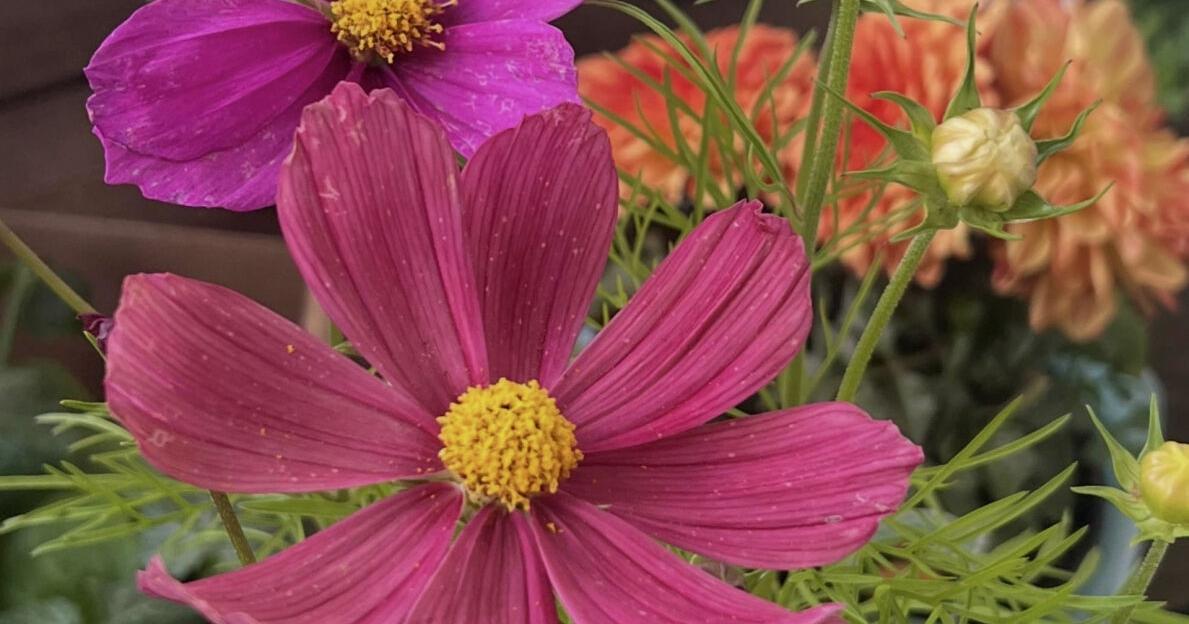 Gardening-Heat-Tolerant Flowers | Ap | rutlandherald.com