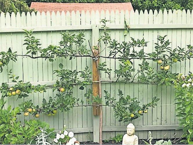 espalier fruit