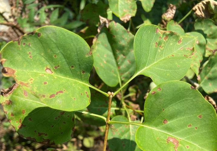 UVM Extension: Be mindful of lilac pests | Weekend Magazine ...