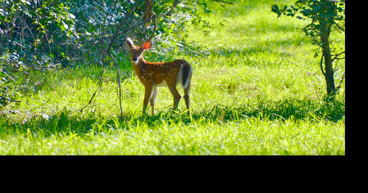 Fawn spotted in meadow | Snapshots | rutlandherald.com