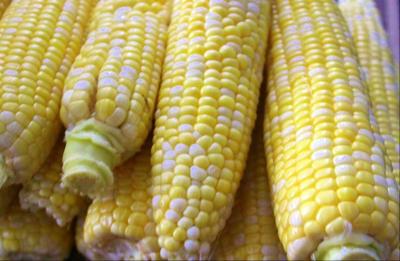 Summer sweet corn, chess pie... and bacon | Features | rutlandherald.com