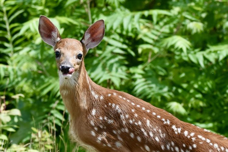 Steve Costello's Wildlife: Well, hi there! | Weekend Magazine ...